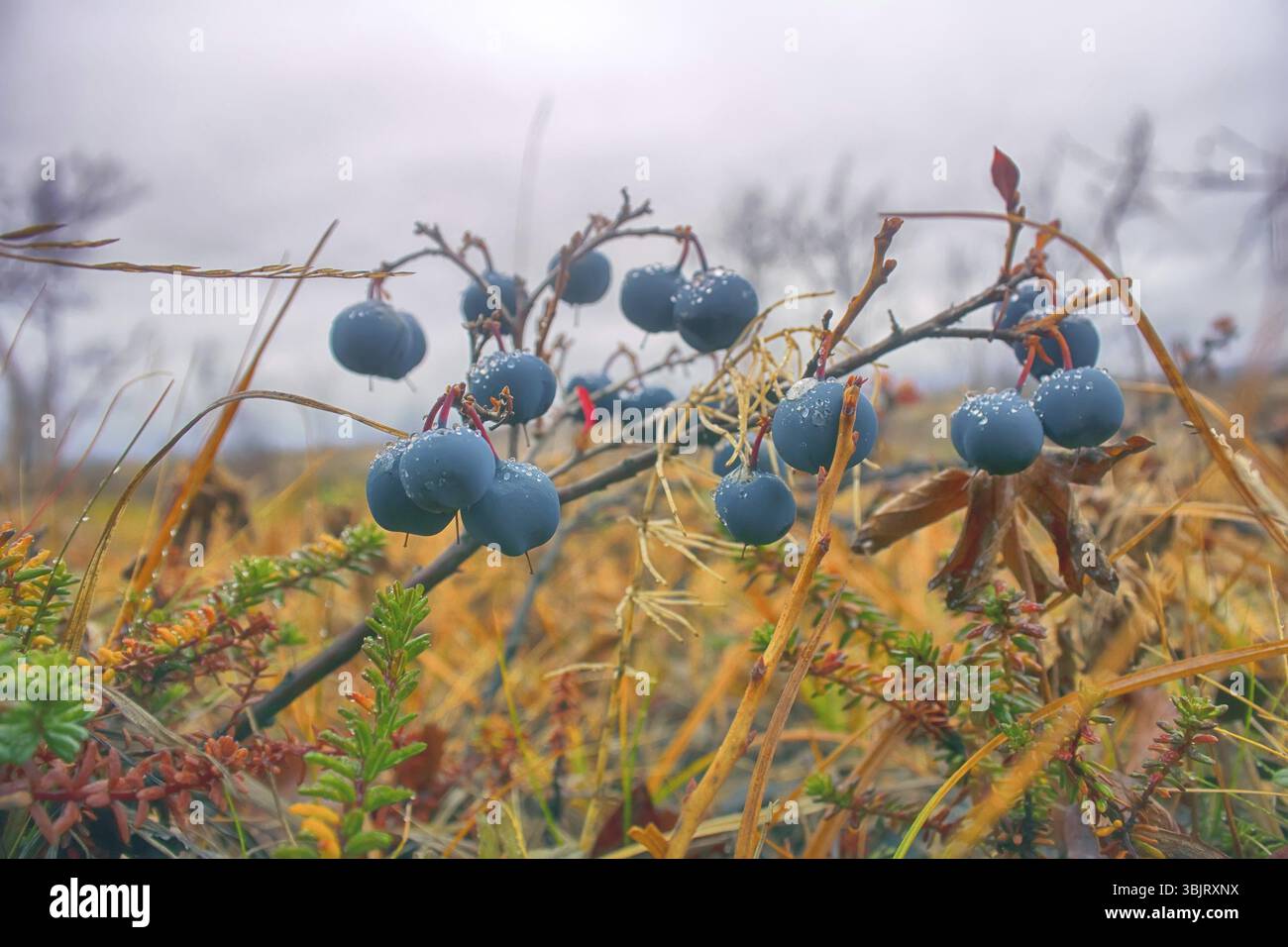 Large Mature blueberries in autumn in the tundra of Lapland covered ...
