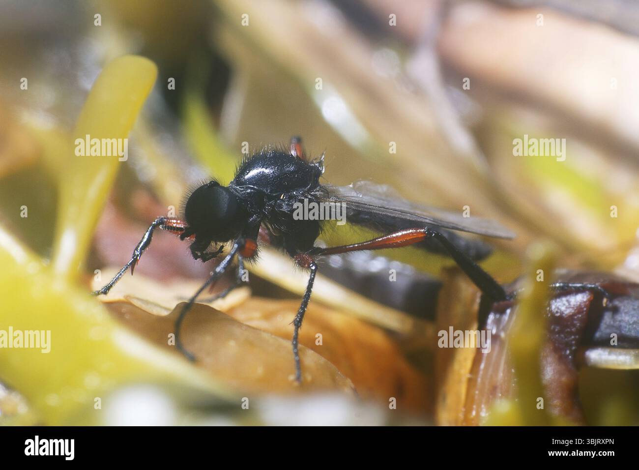 Robber fly (Asilidae) blue-black, small predator, powerful jaw and ...