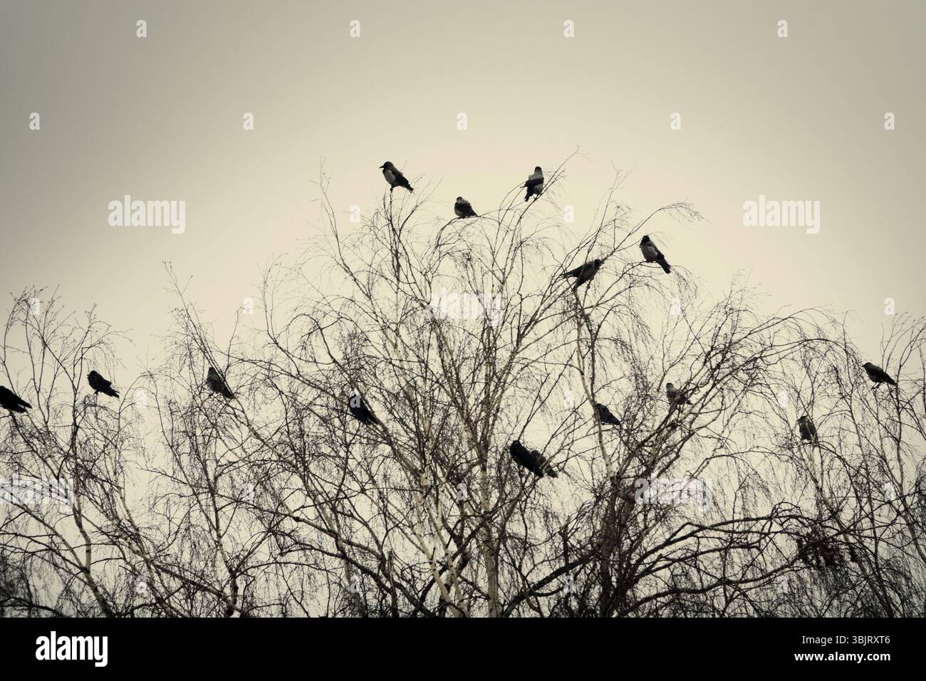 Hooded crows gathered overnight in city Park at spring. Public roosting ...