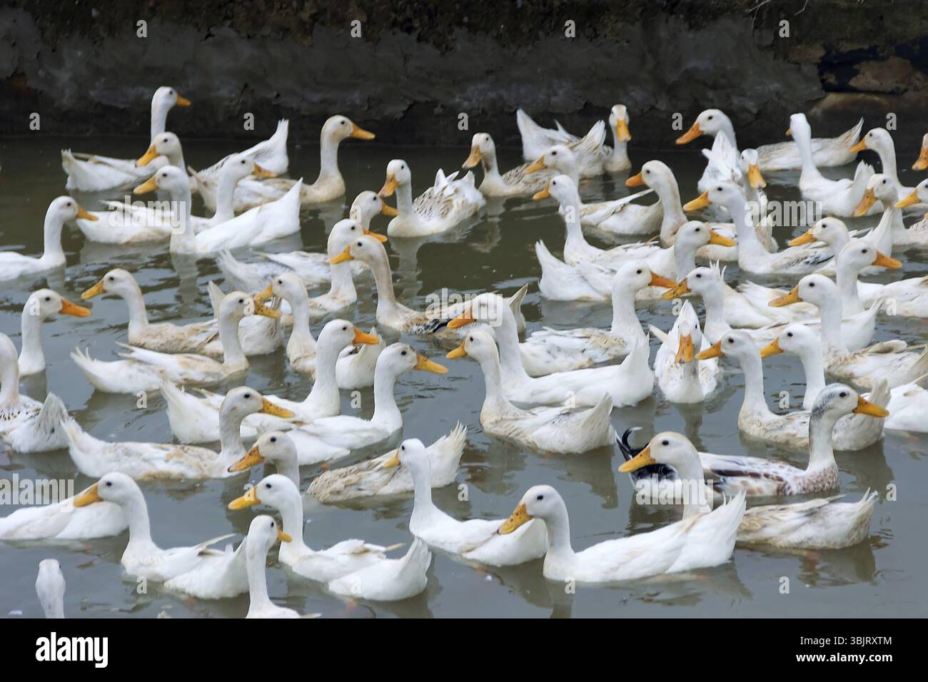 Peking oldest breed of meat-oriented ducks. Reservoirs on a duck farm ...