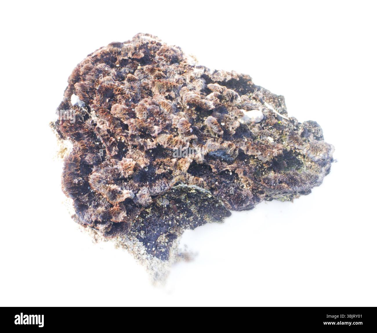 Lichens structure Cut Out Stock Images & Pictures - Alamy