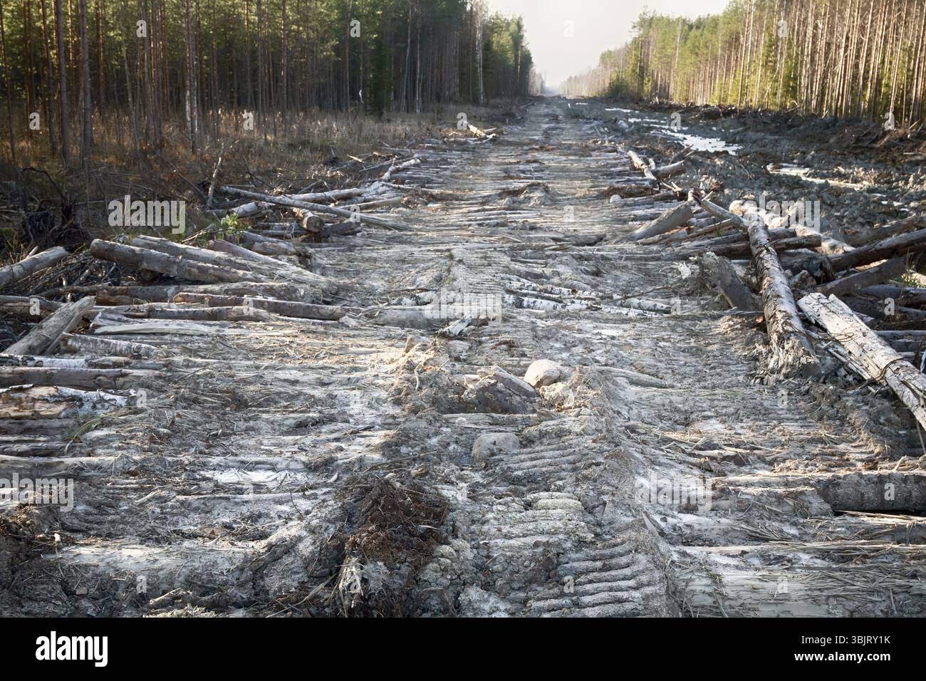 Log road (plank road). This road is made of thousands of felled trees ...