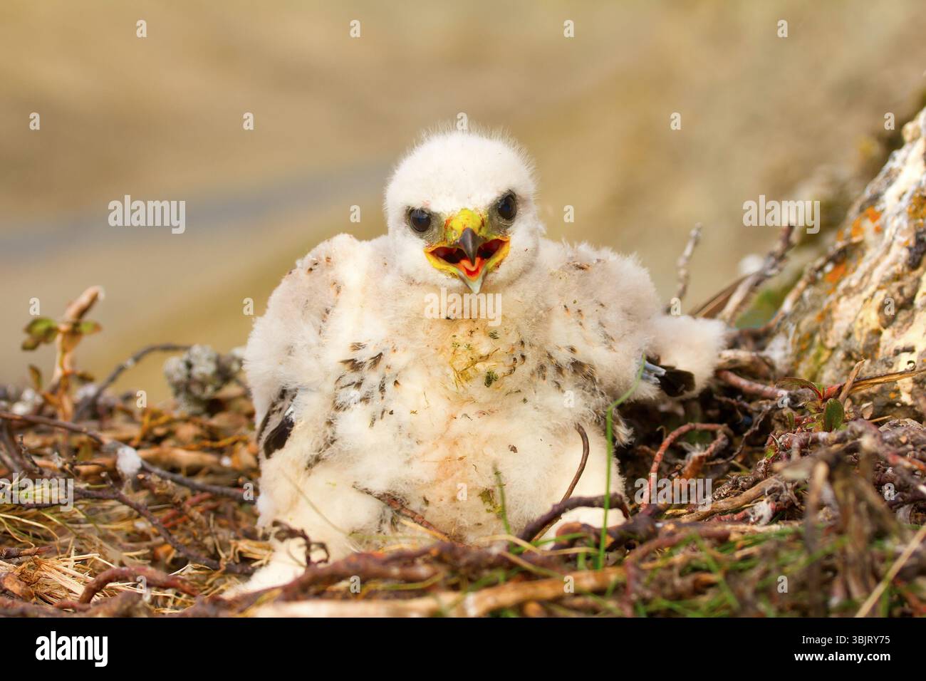 The rough-legged Buzzard chick begging for food sitting on coccyx in ...