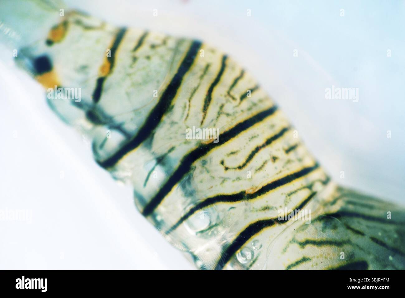 Rockpool shrimp (Palaemon elegans) from southern coast of Black Sea ...