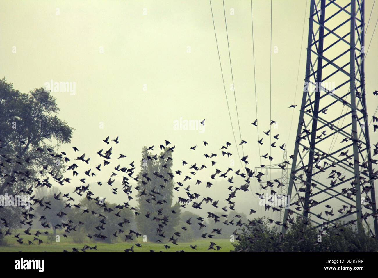 Starlings during migration and wintering grounds in Europe. Mass ...