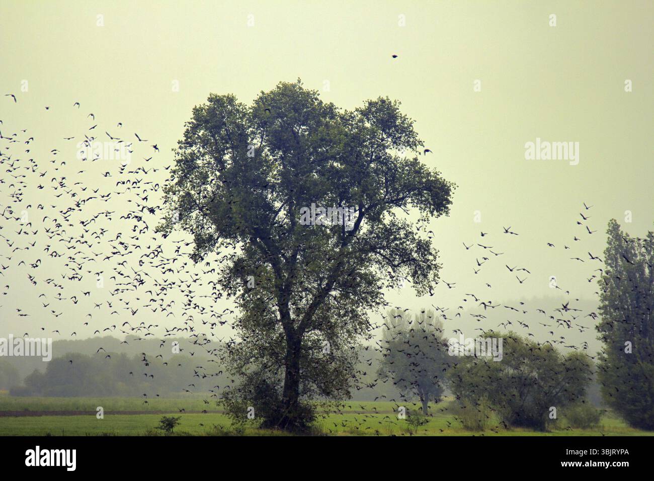 Starlings during migration and wintering grounds in Europe. Mass ...