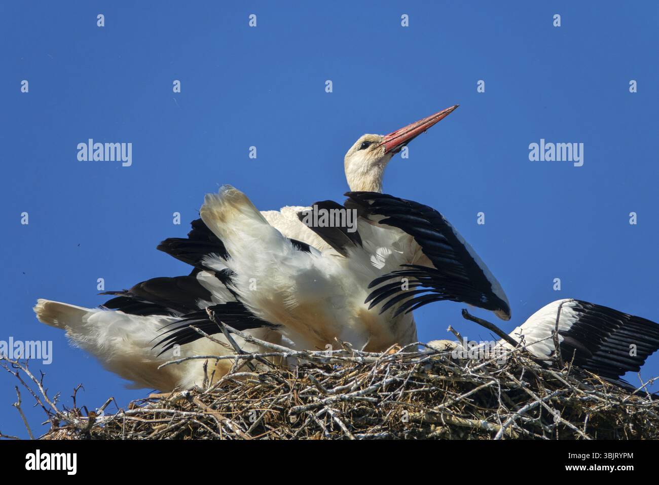 Three white stork chicks in nest. Chicks before departure. One of ...