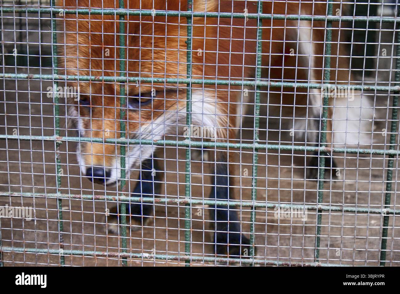 Do not feed animals!. Symbol of captivity, loss of freedom. Red Fox in ...