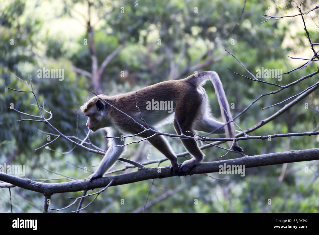 Monkey in cute treecape on the background of rainforested mountains ...