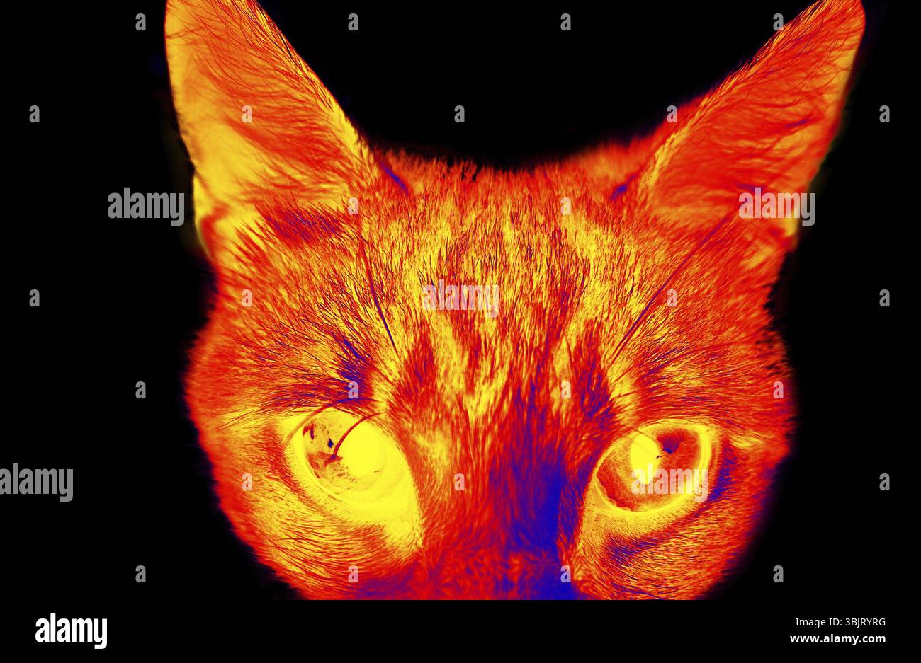 Funny cat in scientific high-tech thermal imager on black background ...