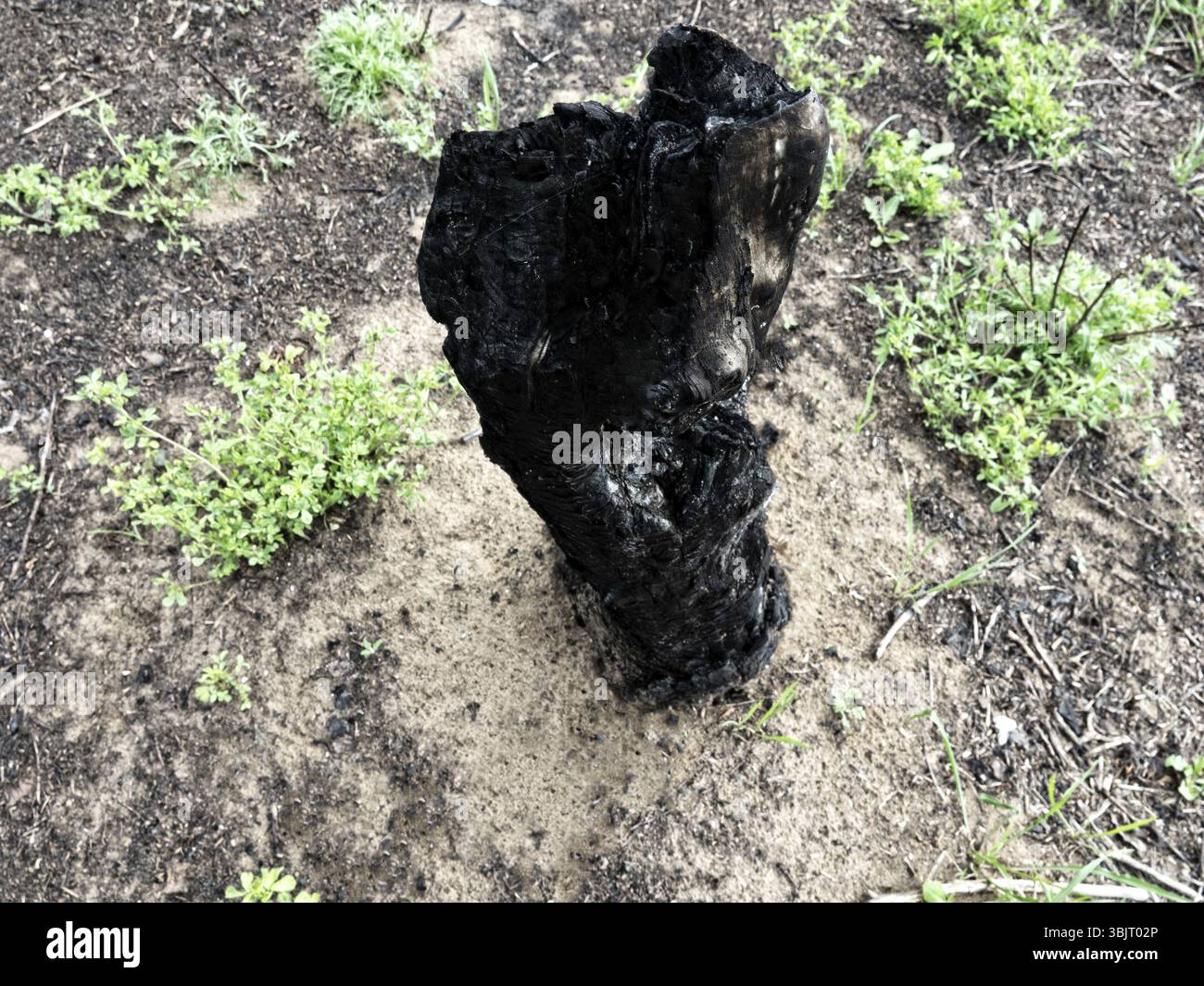Forestry. Burnt tree trunks after a forest fire that took place three ...