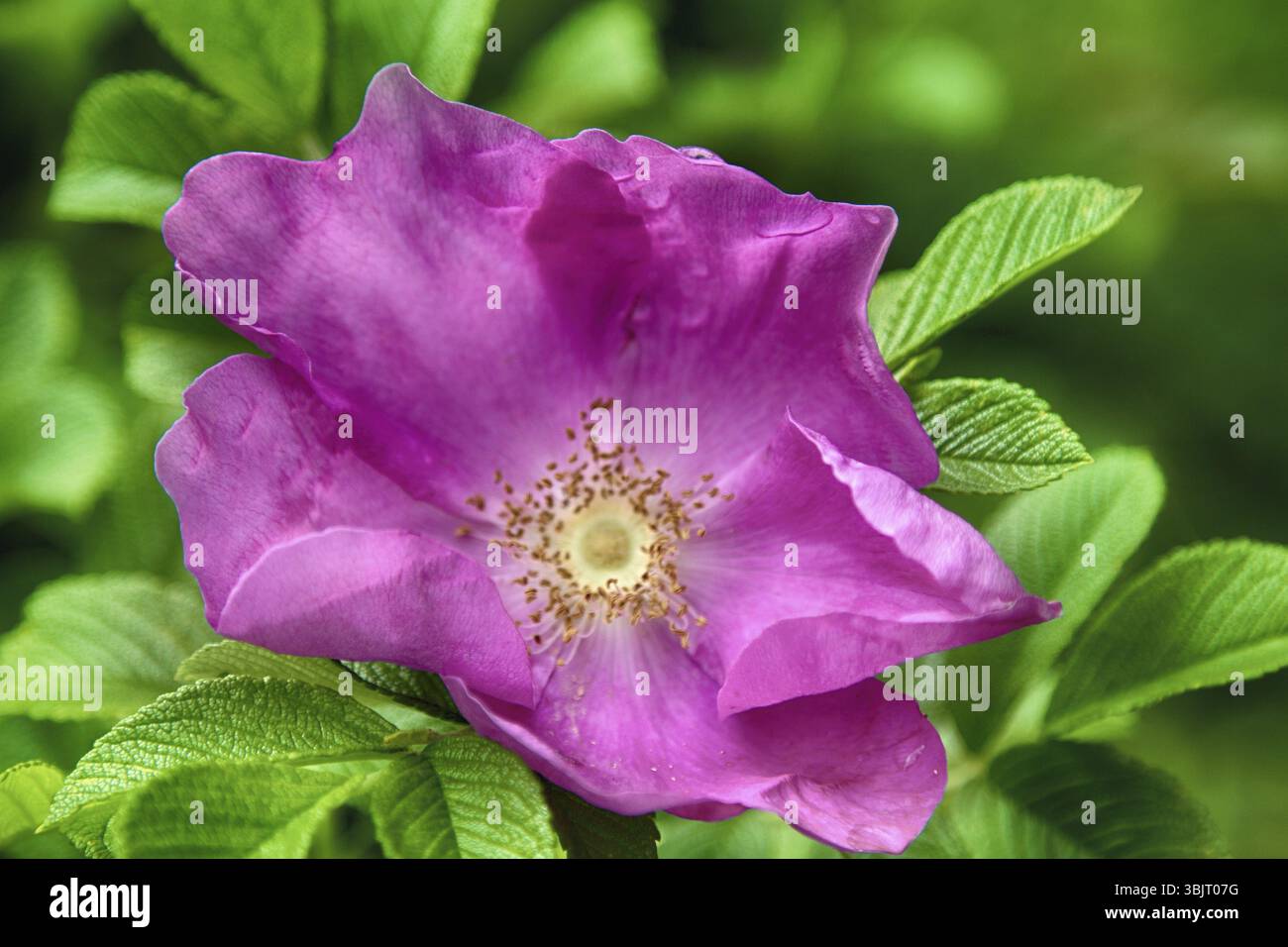 Wild rose, ramanas rose (Rosa rugosa rubra) blooms and fills air with ...