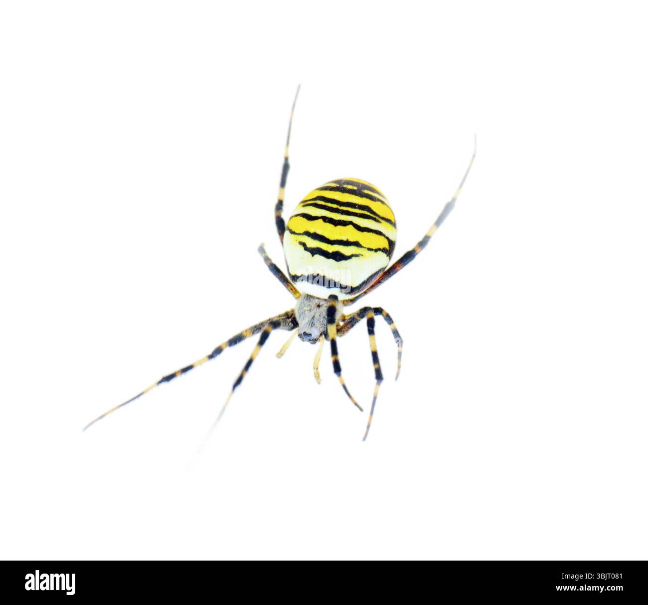 Arthropod crawling Cut Out Stock Images & Pictures - Alamy