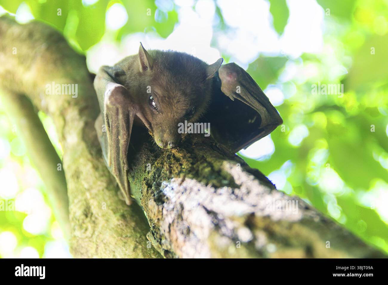 Bat indian flying fox (Pteropus giganteus chinghaiensis) from Sri Lanka ...