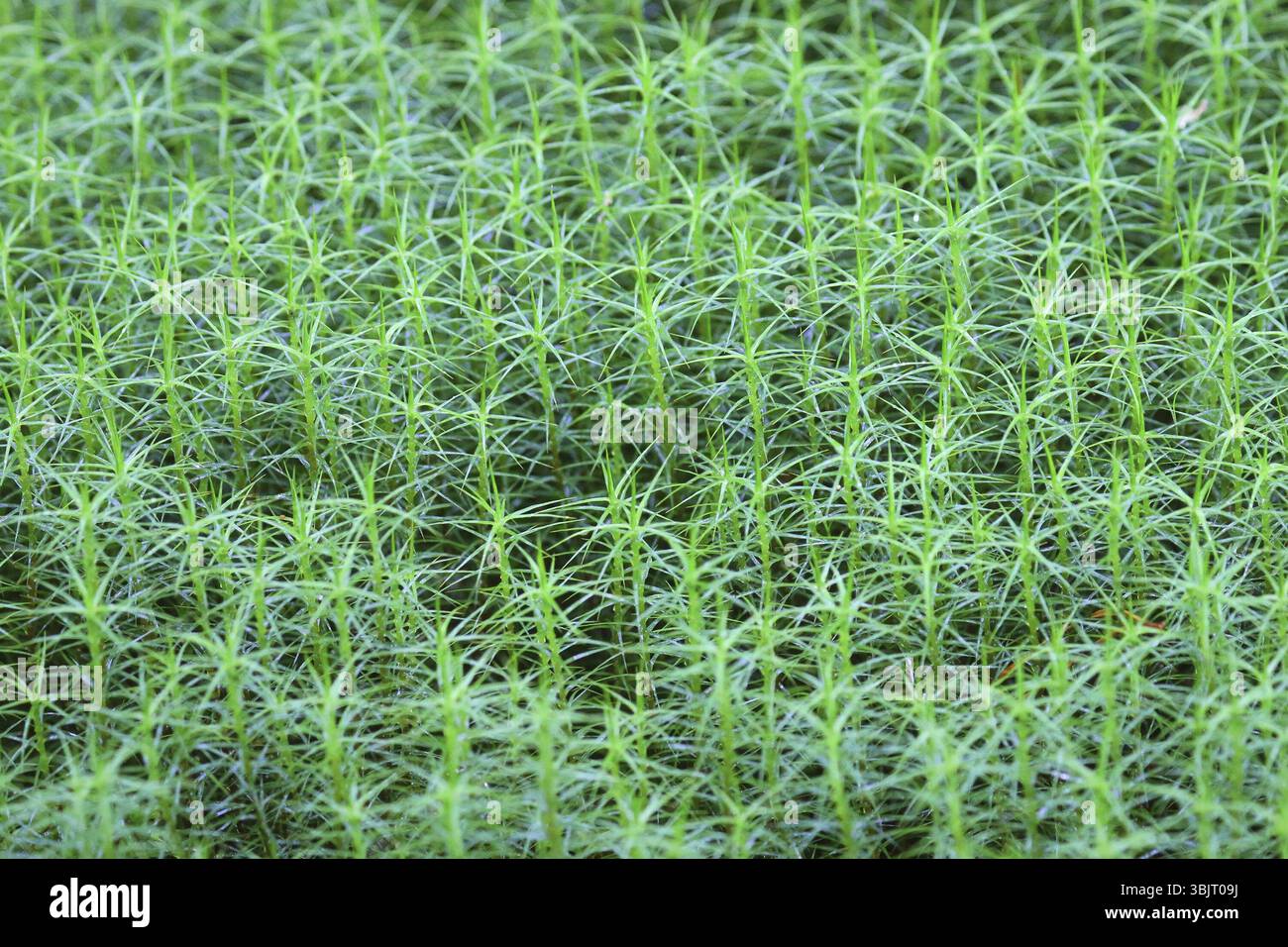 Common hair-cup moss (Polytrichum commune) in late summer. Uniform ...