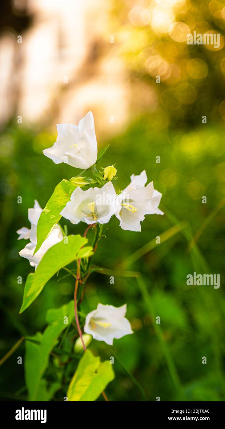 Campanula or canterbury bells flowers, June 2025 Stock Photo - Alamy