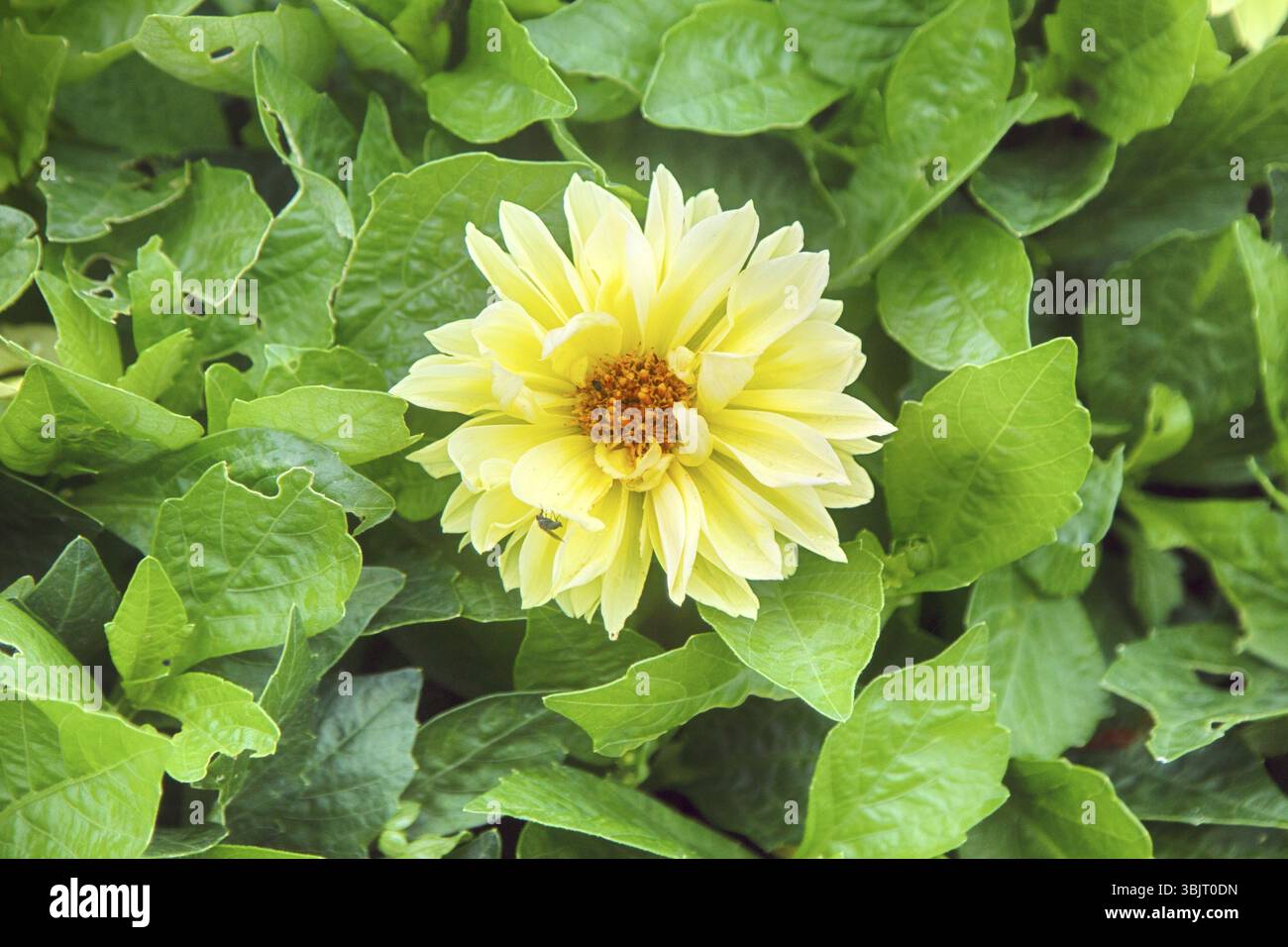 Flowers in Paris squares and parks, garden design, flower bed. Autumn ...