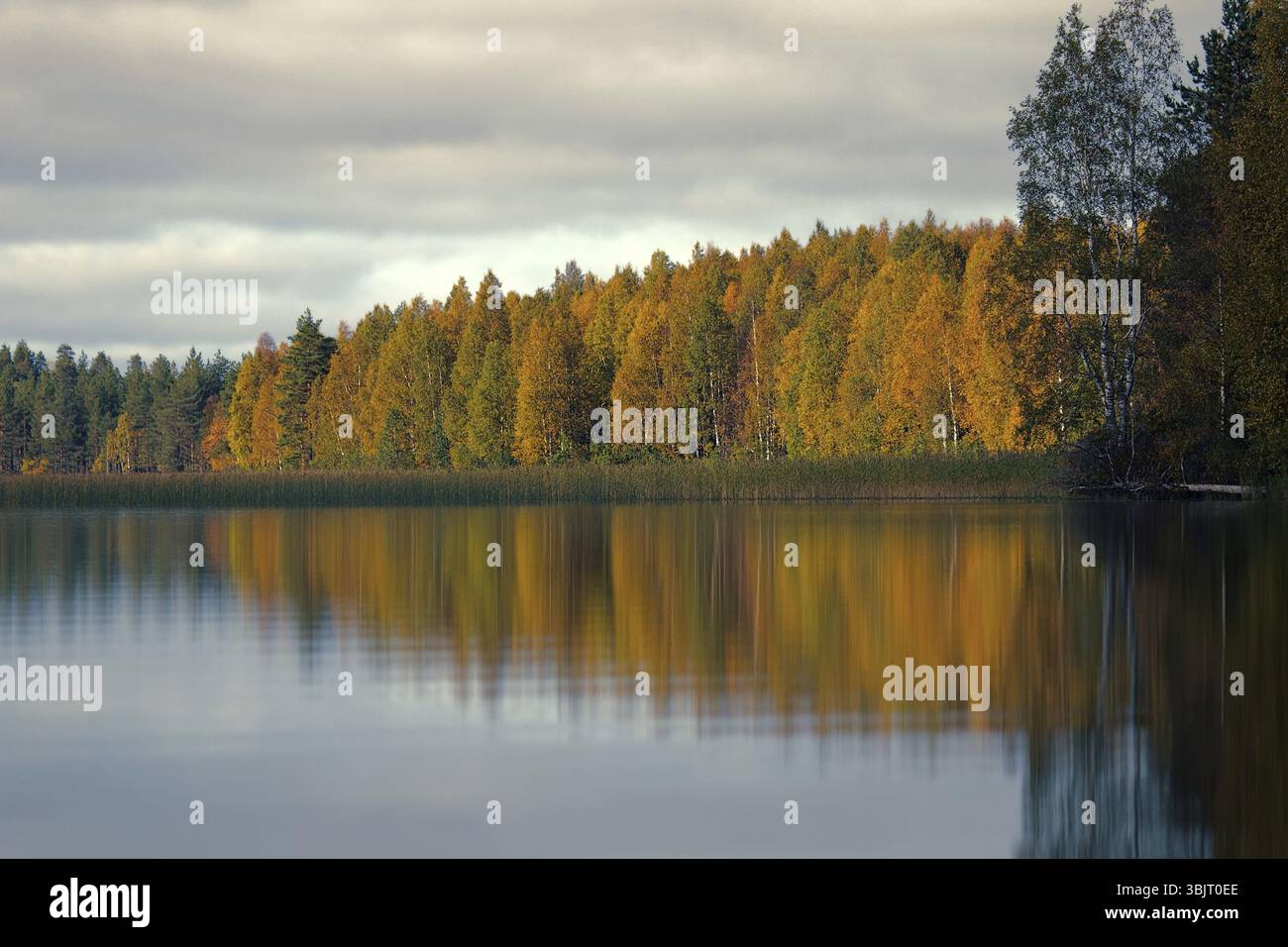 Tree rich shore landscape hi-res stock photography and images - Alamy