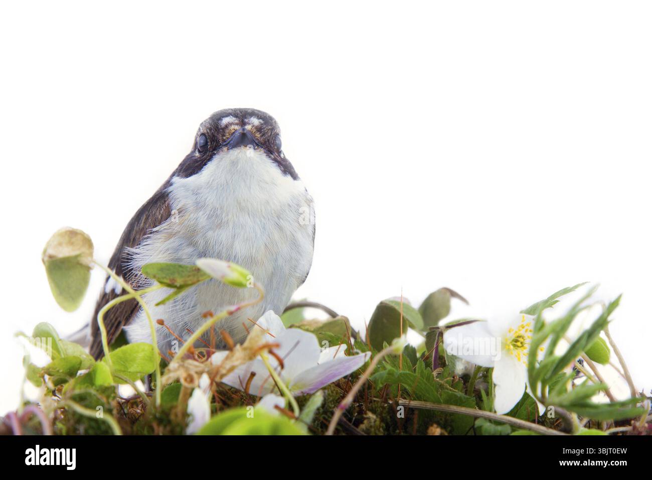 Spring in form of bright plumage of birds (male pied flycatcher) and ...
