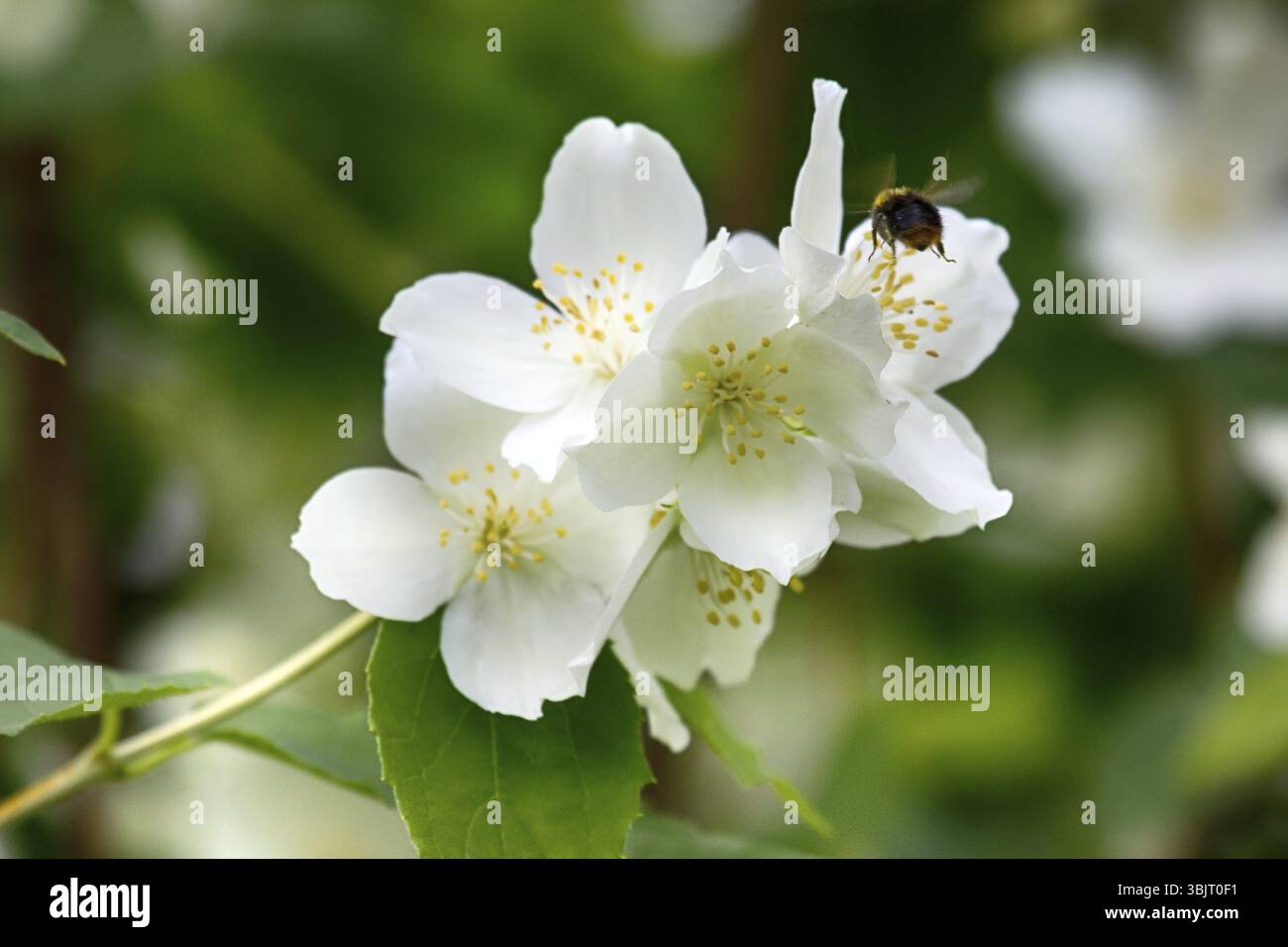 Syringa, Philadelphus - is luxurious virgin fragrant flower of ...