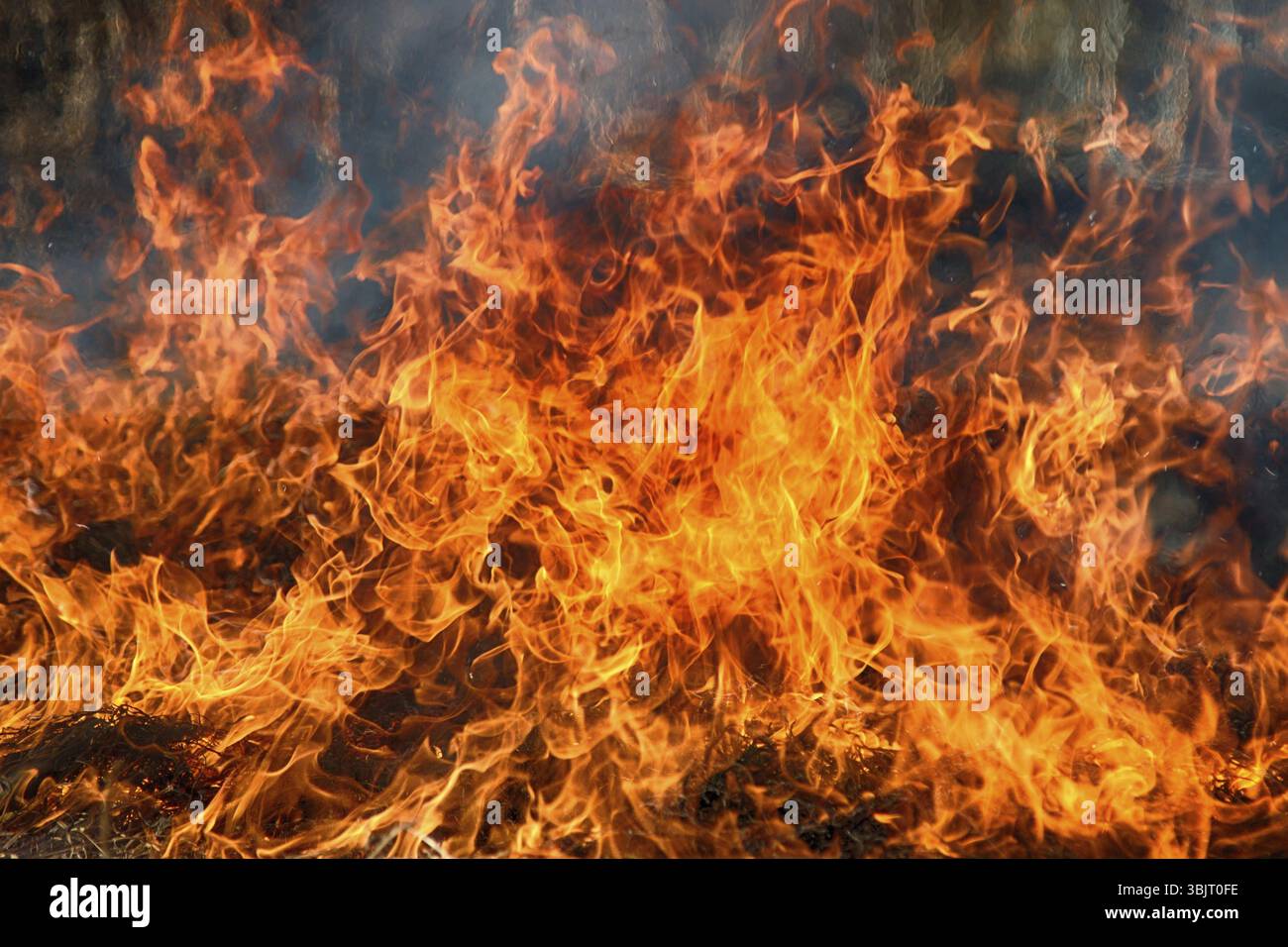 Fire storm. Fire in shrub kills huge number small animals, Tongues of ...