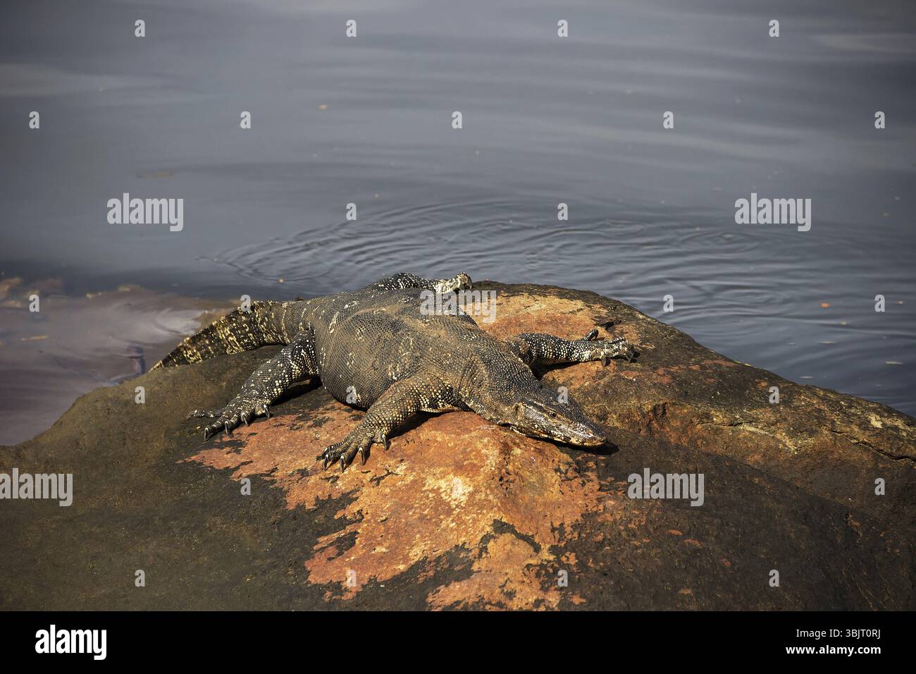 Monitor lizard (Asian water monitor, kabaragoya, Varanus salvator ...
