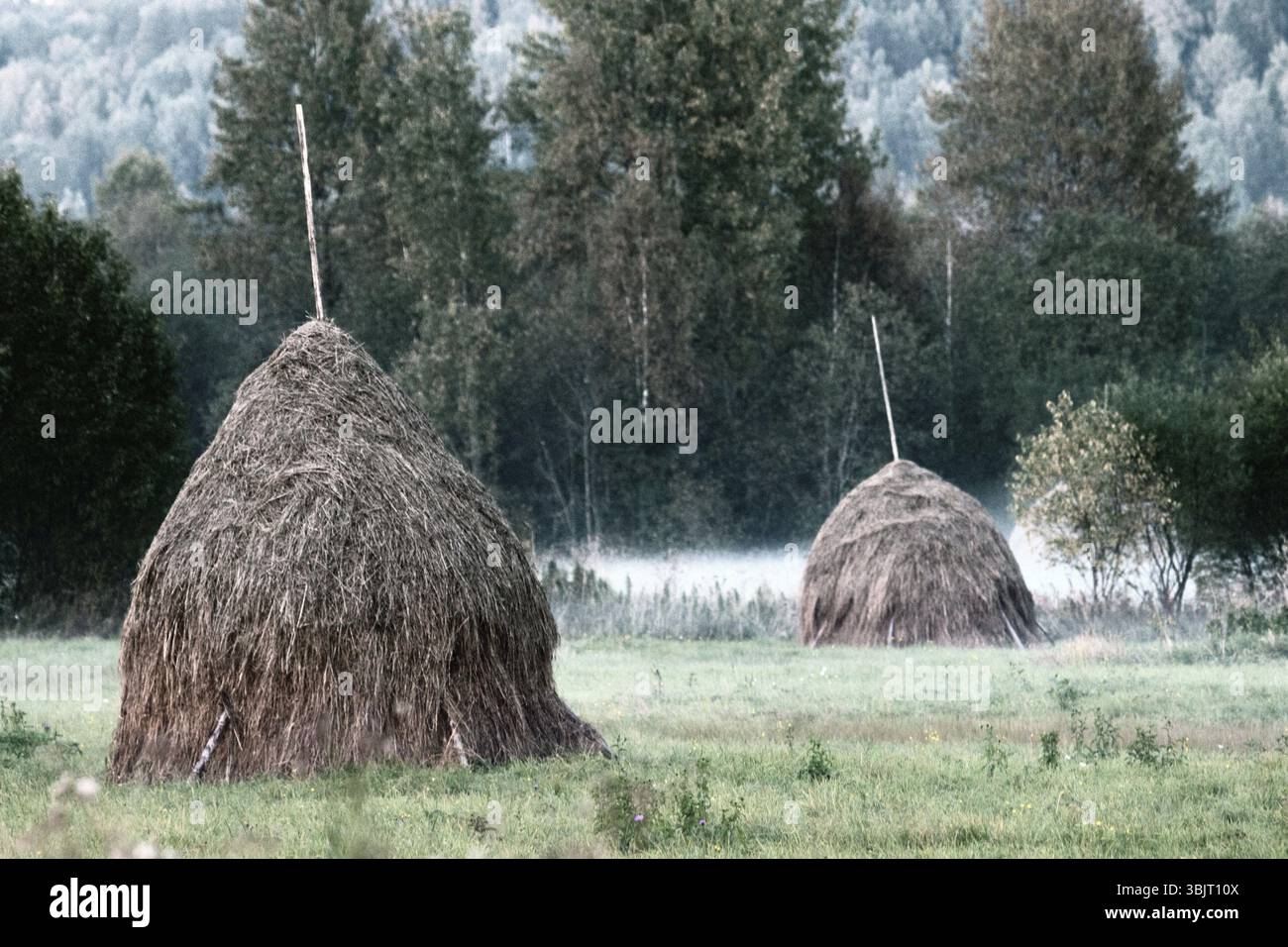 Autumn. Hay dried and assembled in stack. Traditional method of rick ...