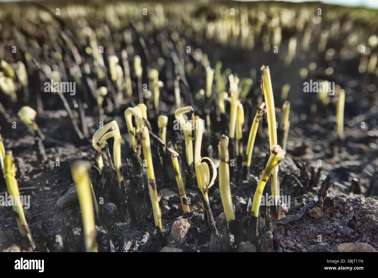 Grassland fire. Burnt grass sprouts after the spring fall (hayfields ...