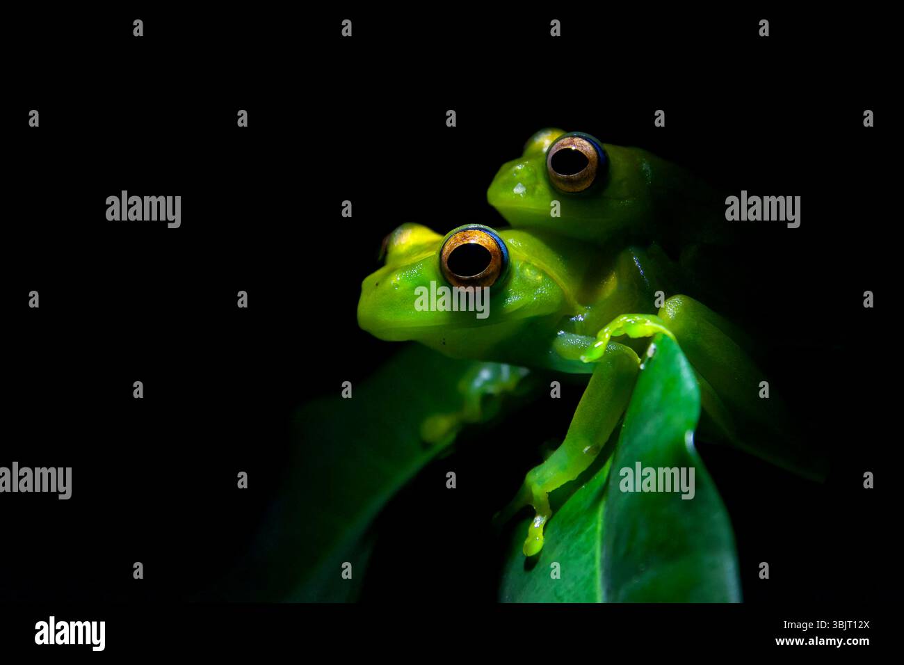 Jaeger's Bright-Eyed Frog (Boophis jaegeri) couple in amplexus (mating ...