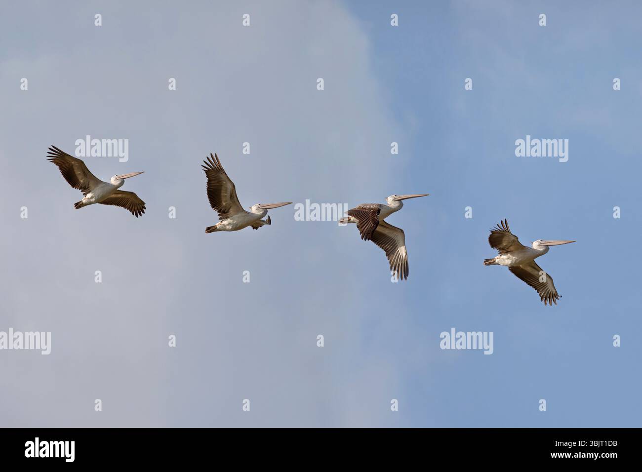 A sequence of images of a spot billed pelican in flight Stock Photo - Alamy