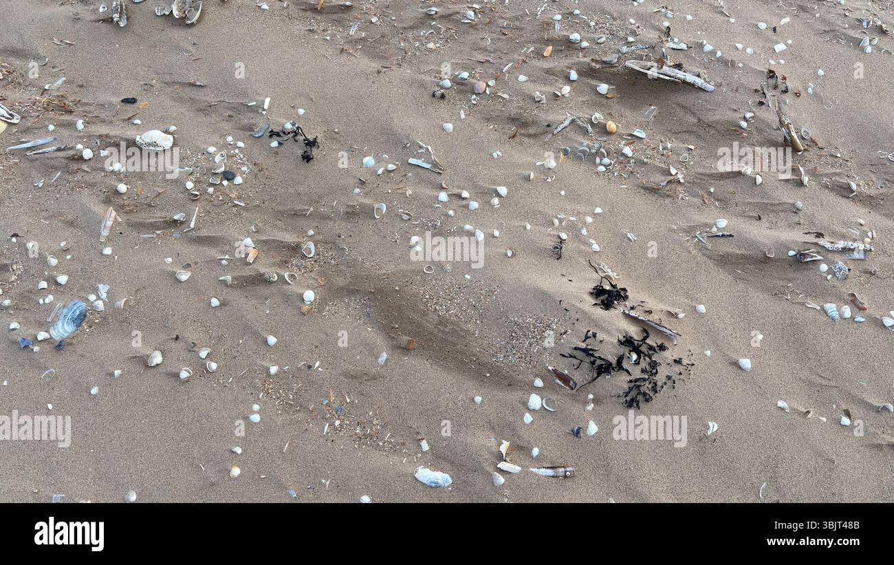 Windswept beach scene: close‑up seashells nestled in sand, grains blown ...