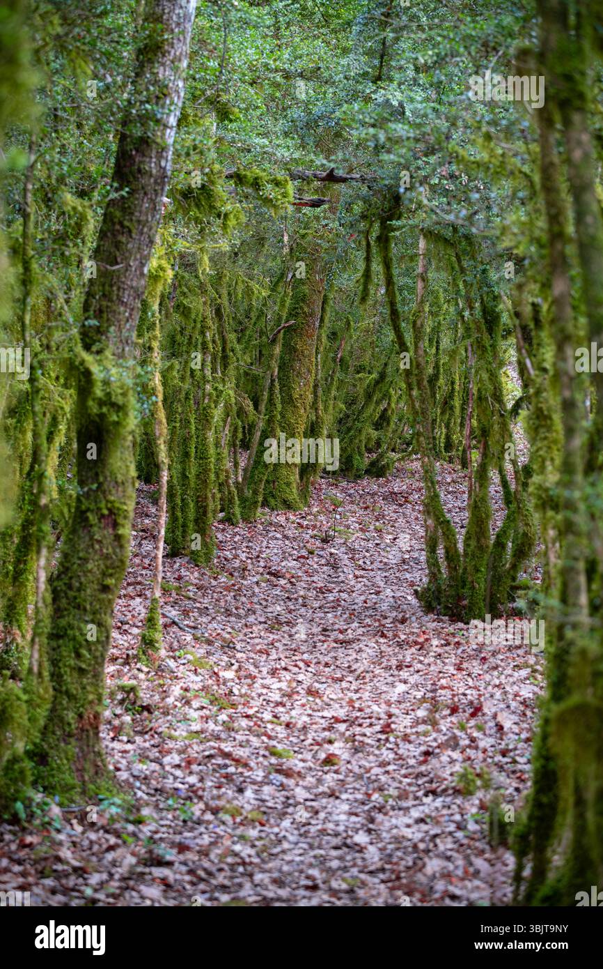 path inside a green forest with trees completely covered with moss and ...
