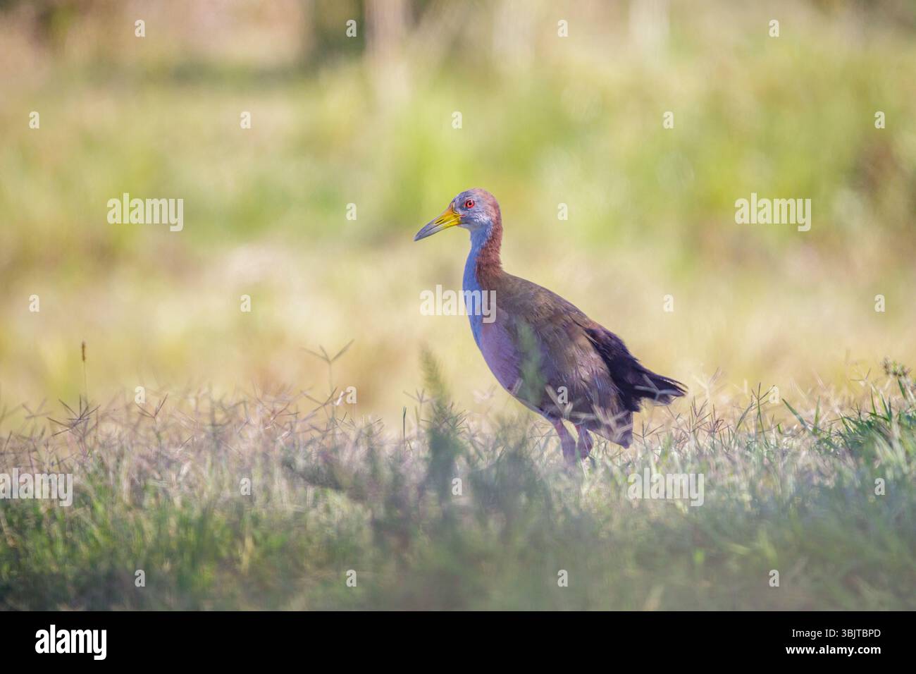 Giant Wood Rail (Aramides ypecaha) walking through the grass Stock ...