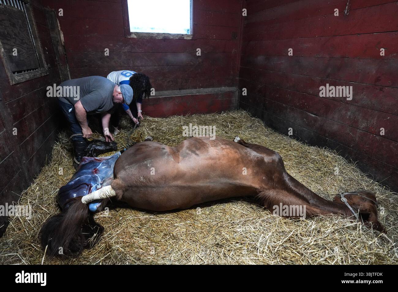 King City, Canada. 16th June, 2025. Tim Drake and Ashley McGibbon lay ...