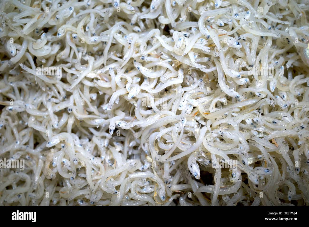 Batam indonesia seafood hi-res stock photography and images - Alamy