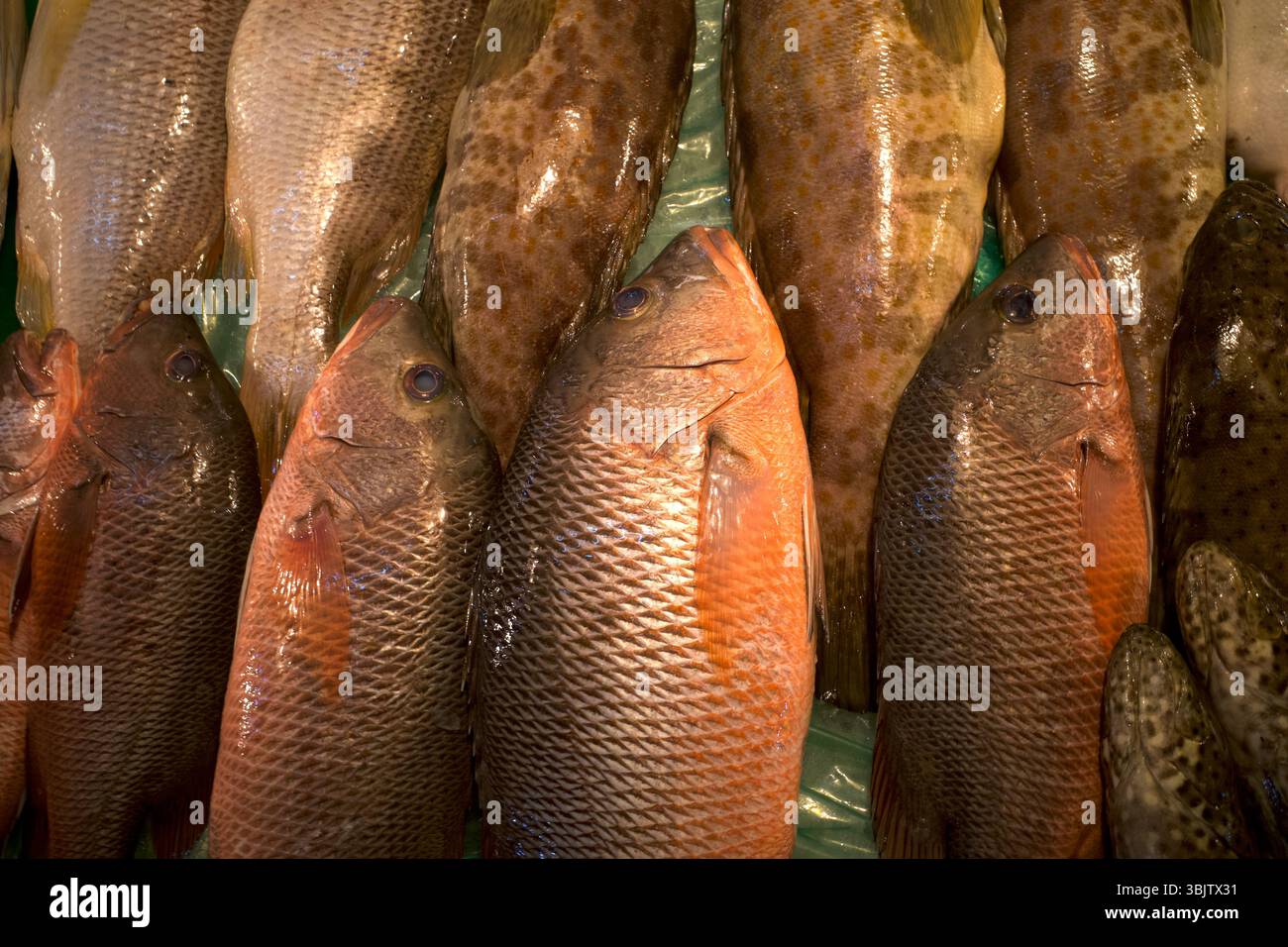 Kakap Merah, Mangrove Red Snapper (Lutjanus agennes), Northern Red ...