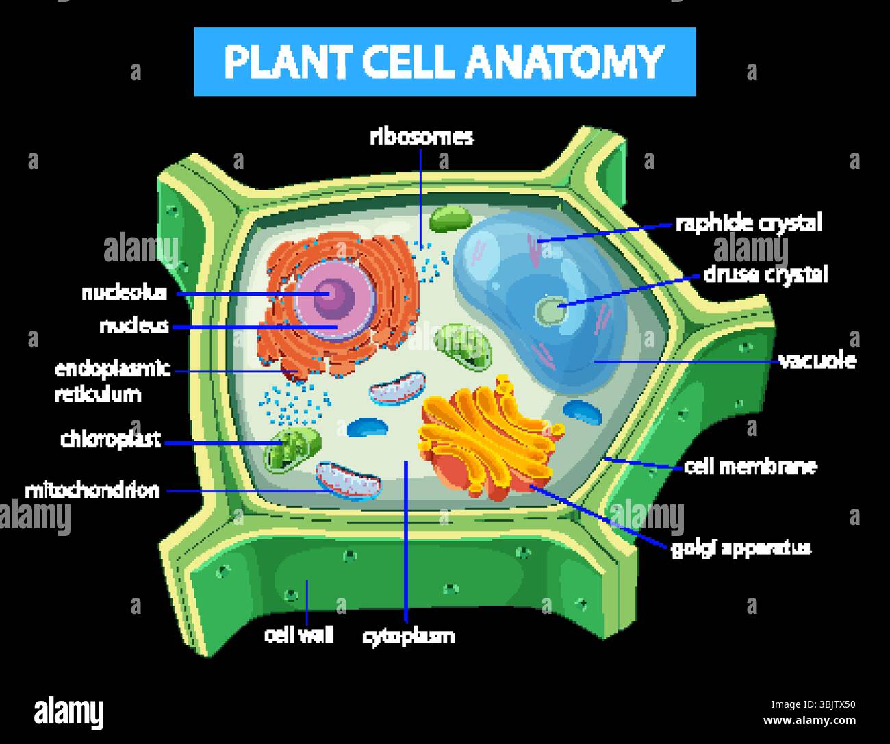 Colorful vector illustration of plant cell structure with labeled ...