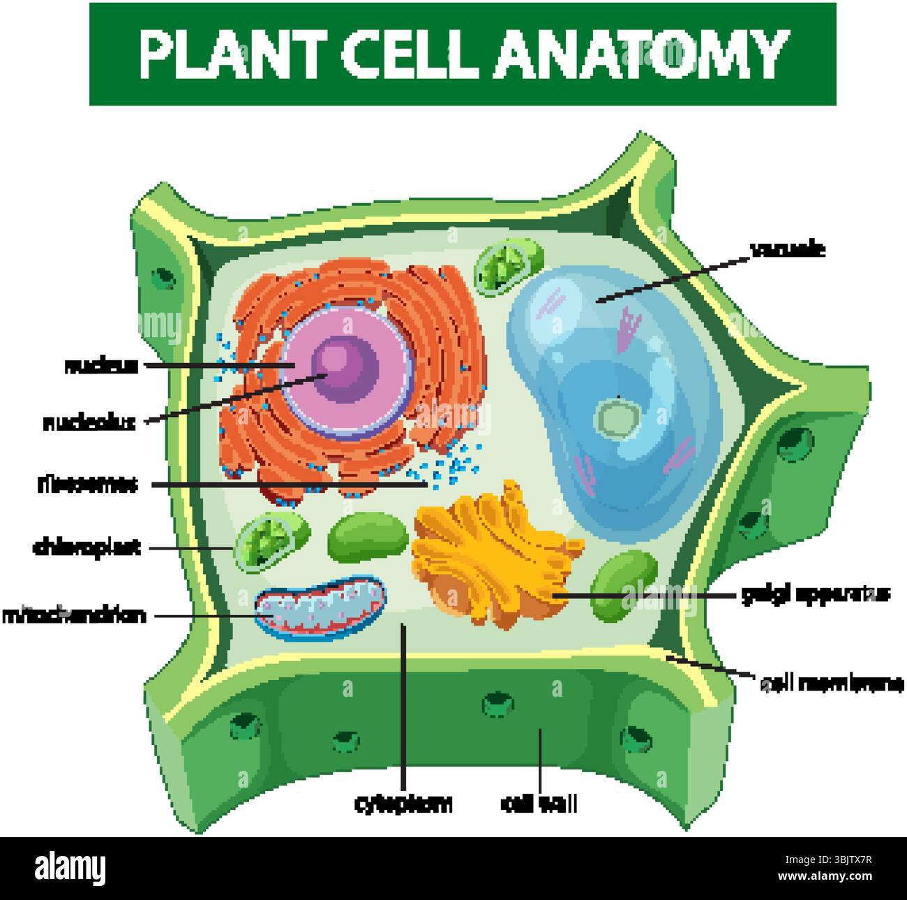 Ribosomes plant cell hi-res stock photography and images - Alamy