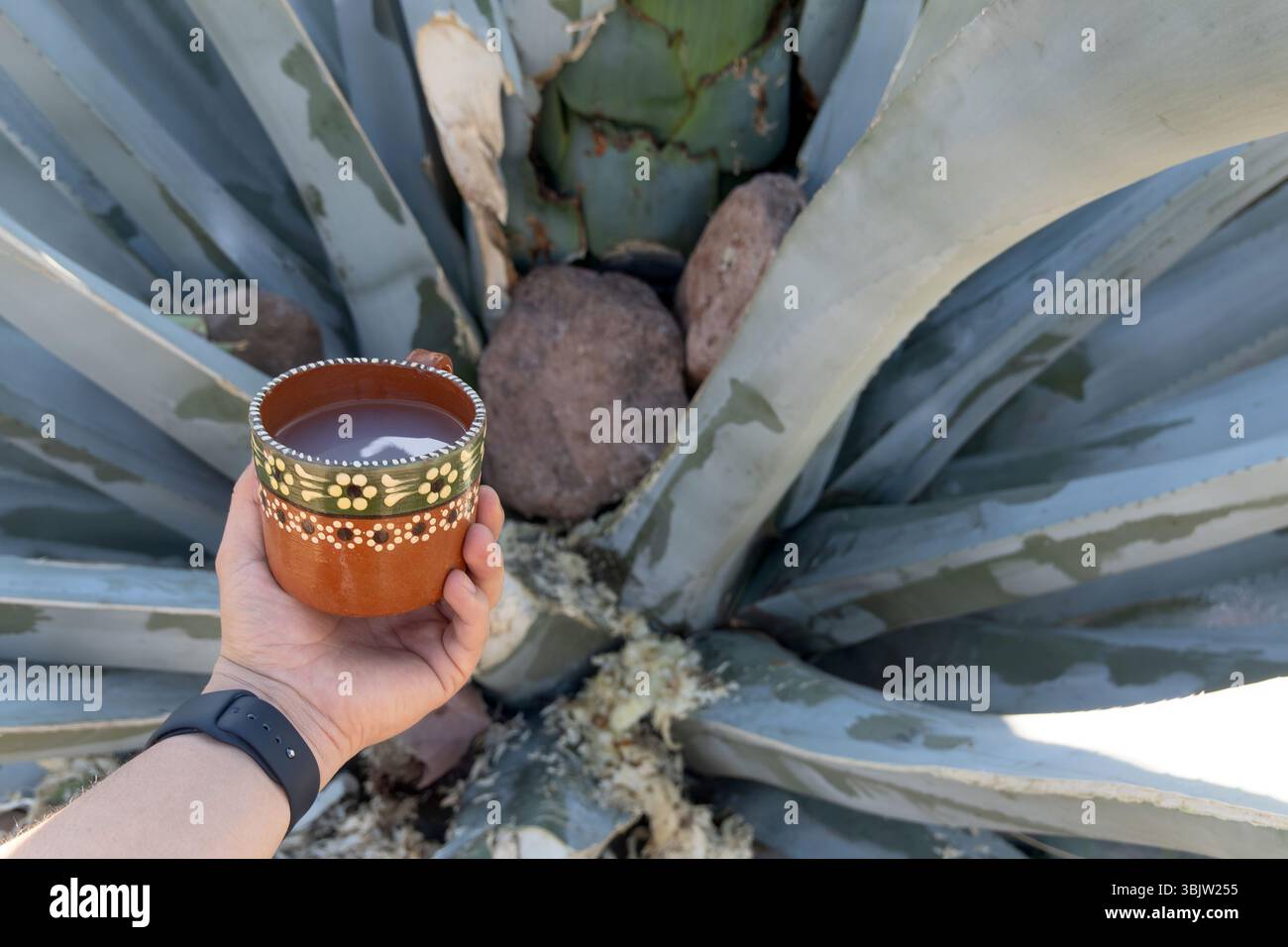 An agave mapisaga plant has been freshly cut, revealing a cavity ...