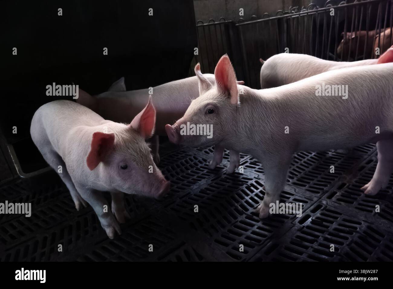 Group young pigs seen hi-res stock photography and images - Alamy