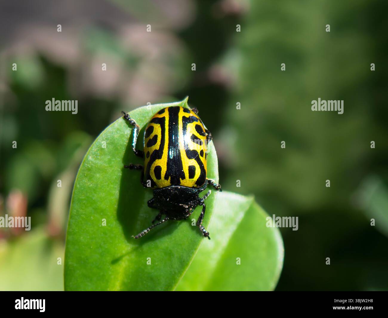 Calligrapha mexicana hi-res stock photography and images - Alamy