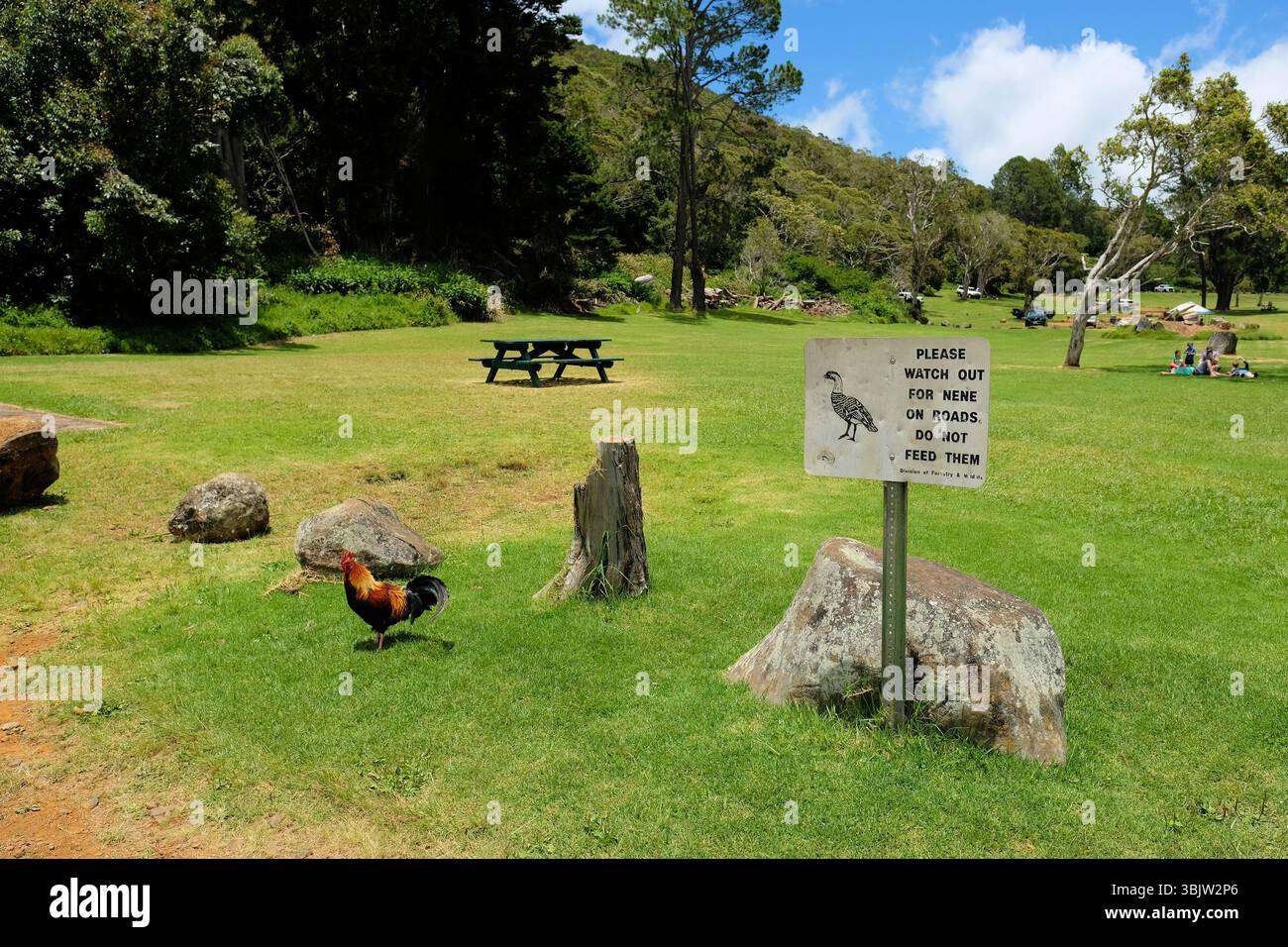 Nene (Hawaiian goose) warning sign and rooster at Kanaloahuluhulu ...