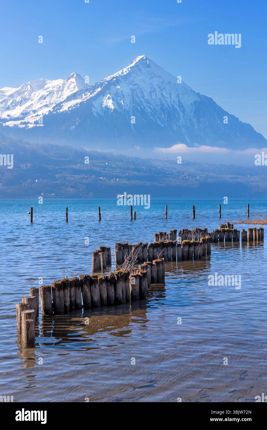 Nature reservation for water wildlife with wood pillars Lake Thun with ...