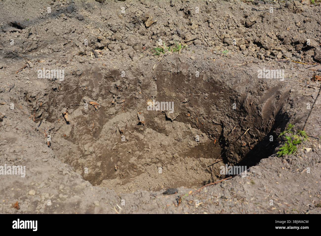 Digging hole in the garden for planting trees Stock Photo - Alamy