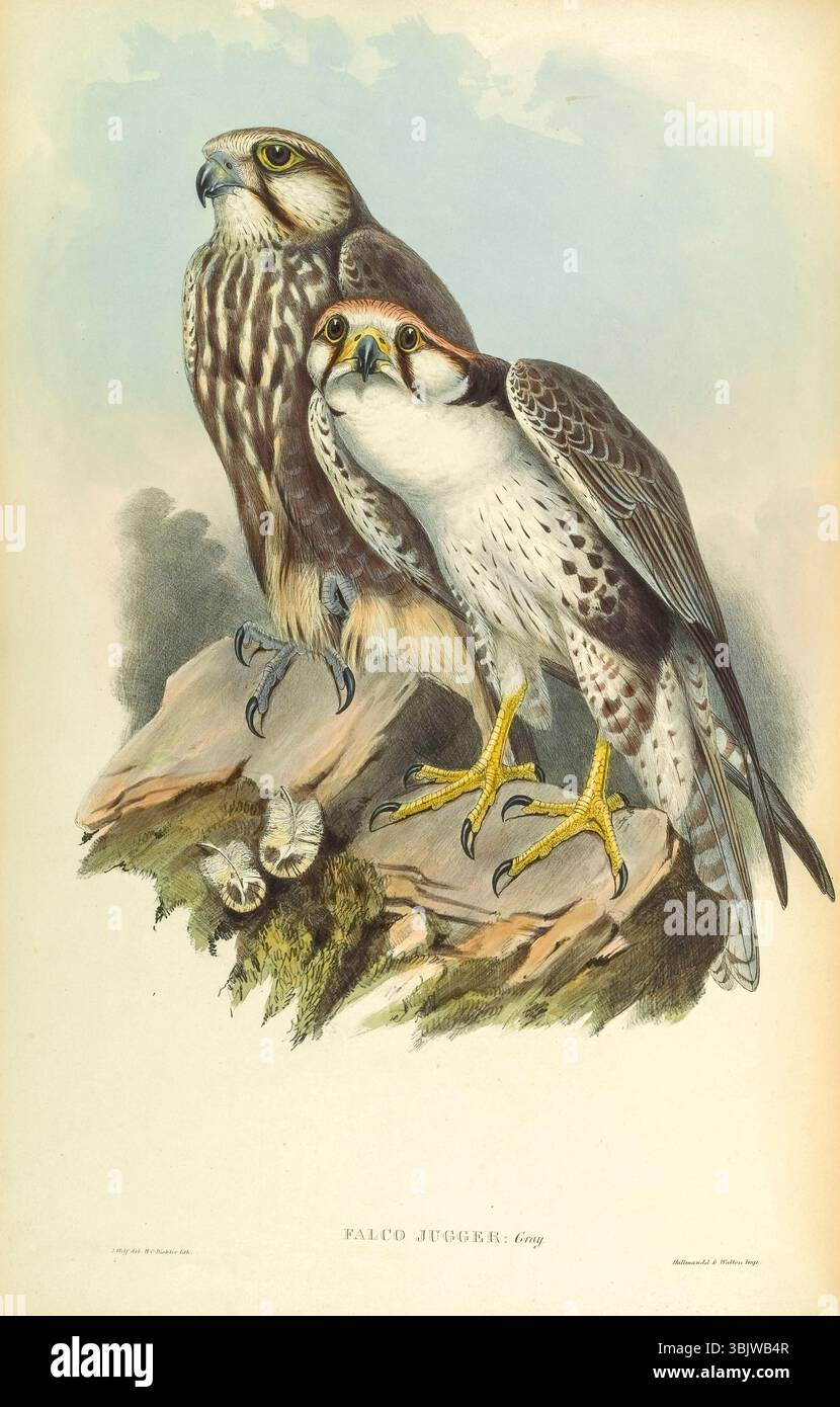 laggar falcon (Falco jugger), also known as the lugger falcon or jugger ...