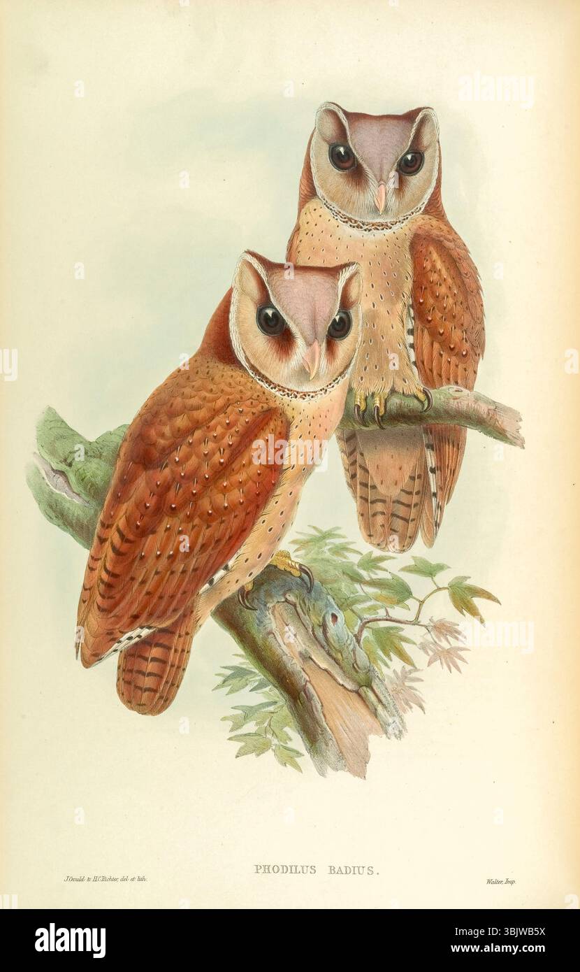 The Oriental bay owl (Phodilus badius) is a species of bay owl. It is ...