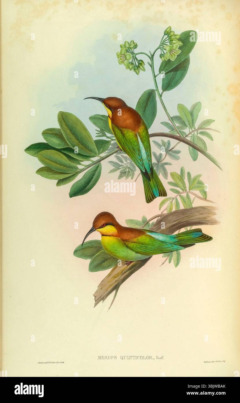 chestnut-headed bee-eater (Merops leschenaulti Here as Pirik Bee-eater ...