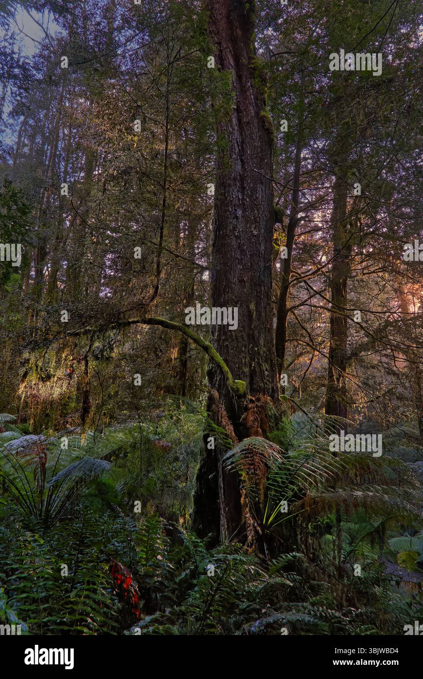 Trunk of old growth Nothofagus cunninghamii Myrtle beech tree with ...