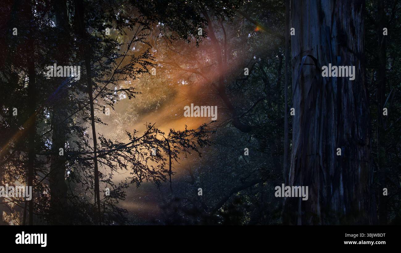 Sun shining through rainforest hi-res stock photography and images - Alamy