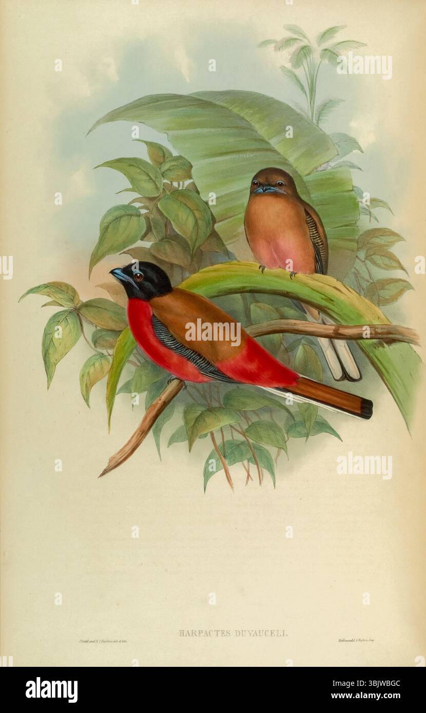 Trogons of thailand hi-res stock photography and images - Alamy